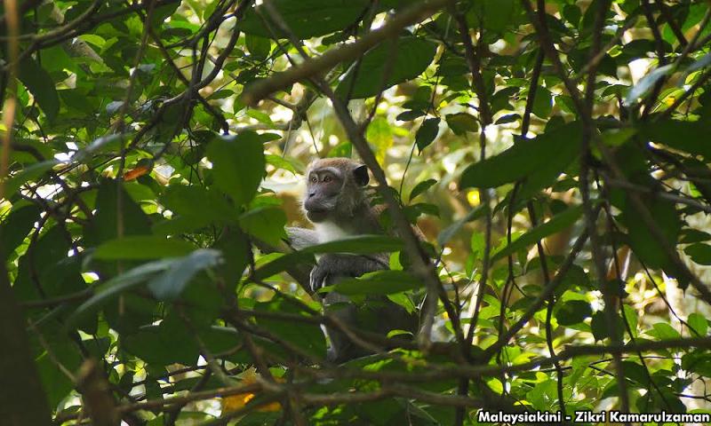 All it takes is a few monkeys to cause havoc