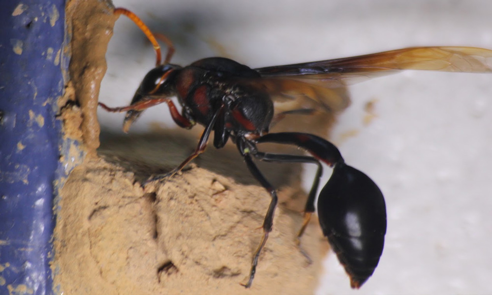 Kanak-kanak 2 tahun maut disengat tebuan