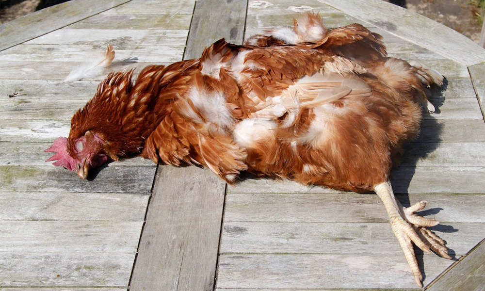 Assault with a dead chicken... New Zealanders suspect 'fowl' play