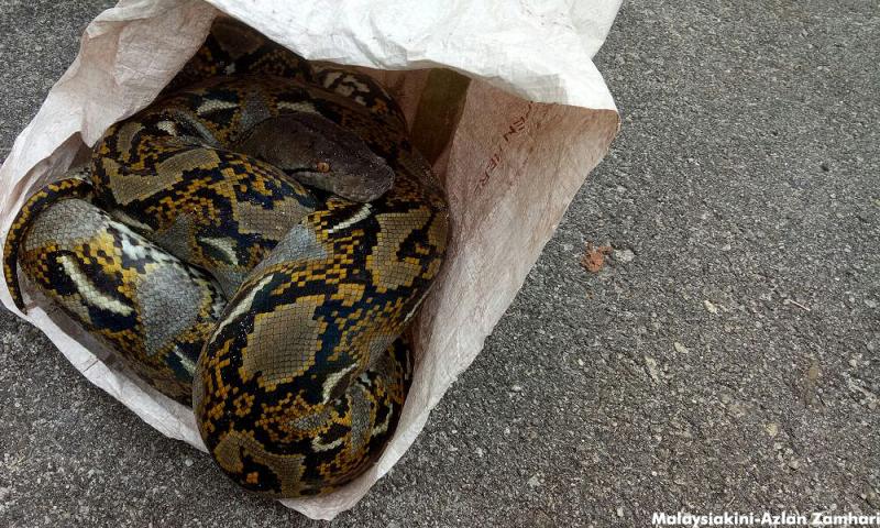Man killed by python he caught to sell