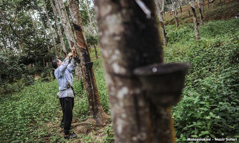 SURAT | Naikkan harga lantai insentif pengeluaran getah