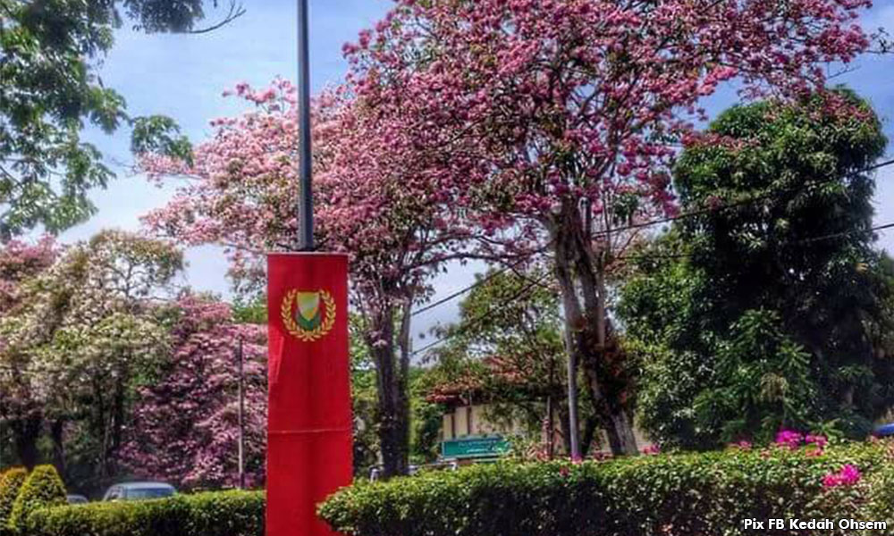 'Bunga sakura' kembali mekar di Alor Setar