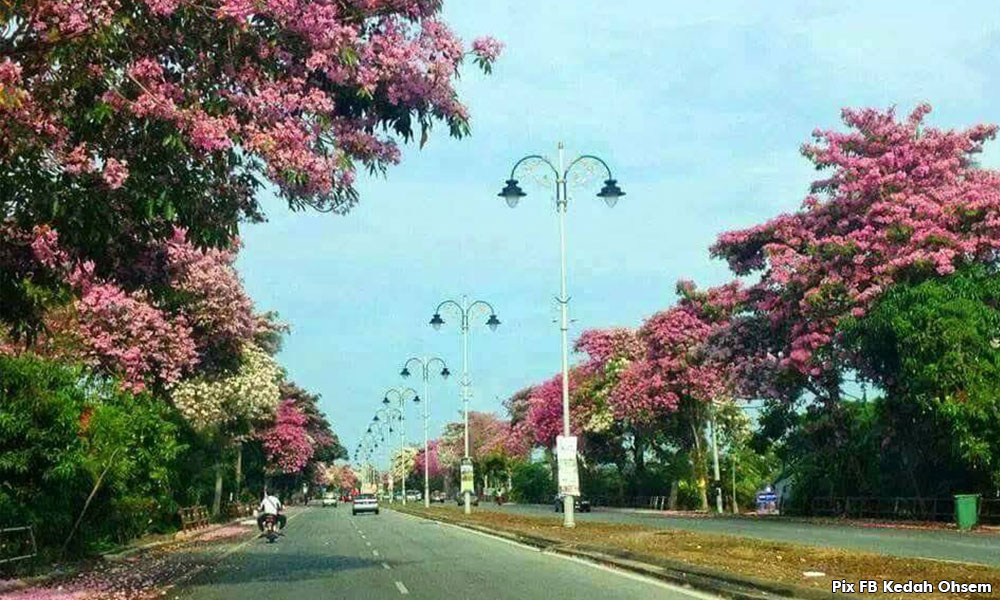 'Bunga sakura' kembali mekar di Alor Setar