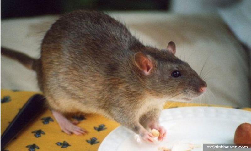 Najis tikus di stor bahan mentah, tiga premis makanan diarah tutup