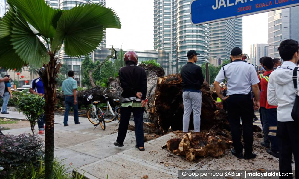 Pokok tumbang di KLCC sebab akar reput - DBKL