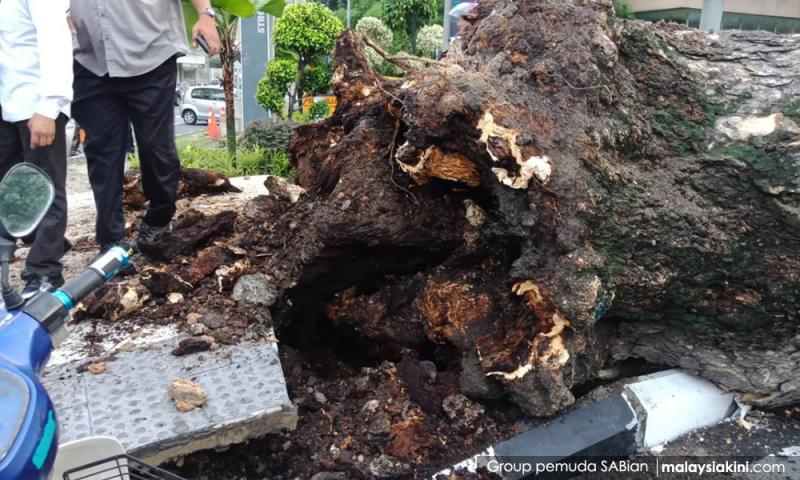 Pokok tumbang di KLCC sebab akar reput - DBKL