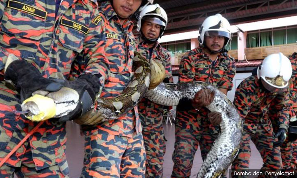 Sepasang ular sawa mengawan ditangkap bomba TLDM