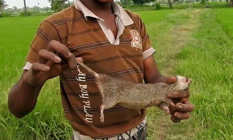 Report: Rats ravaging paddy crops in Penang