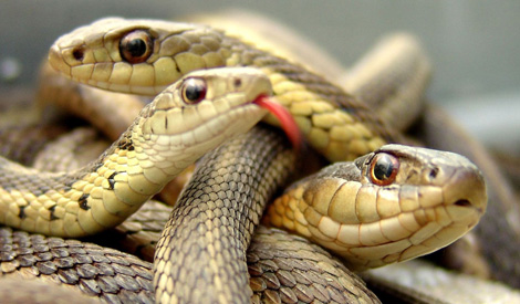 Cuaca panas: APM tangkap lebih 1,000 ekor ular di Kelantan