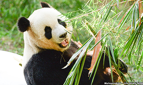 JKKK Kampung Kundur Hulu terus bekal buluh betong buat panda