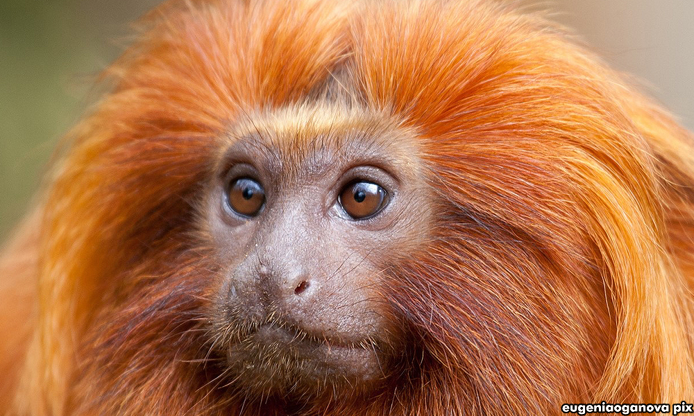 ‘Goat Year’ folk will be luckiest in Year of Fire Monkey
