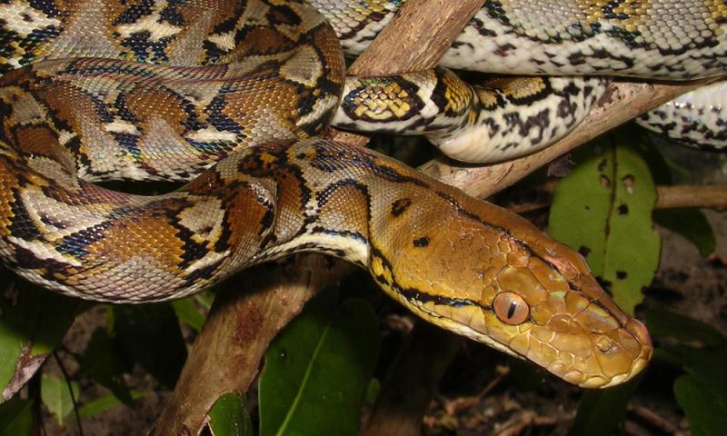 JPAM tangkap ular sawa 100kg mengeram 90 biji telur